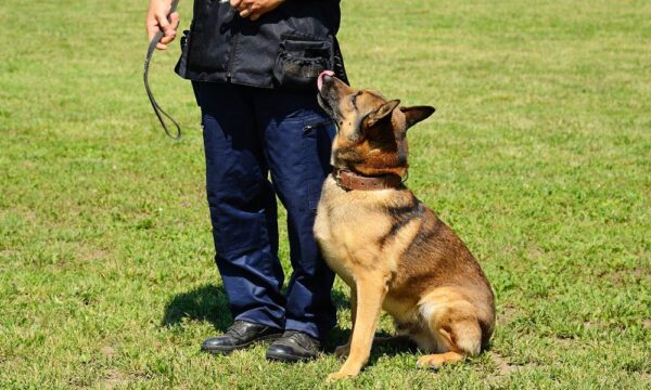 What Are the 4 Quadrants of Dog Training?