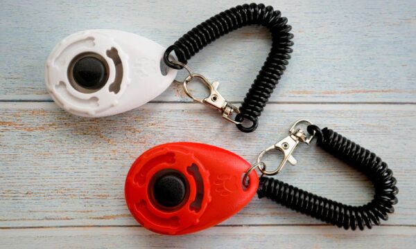 4 Things You Need To Know About Clicker Training