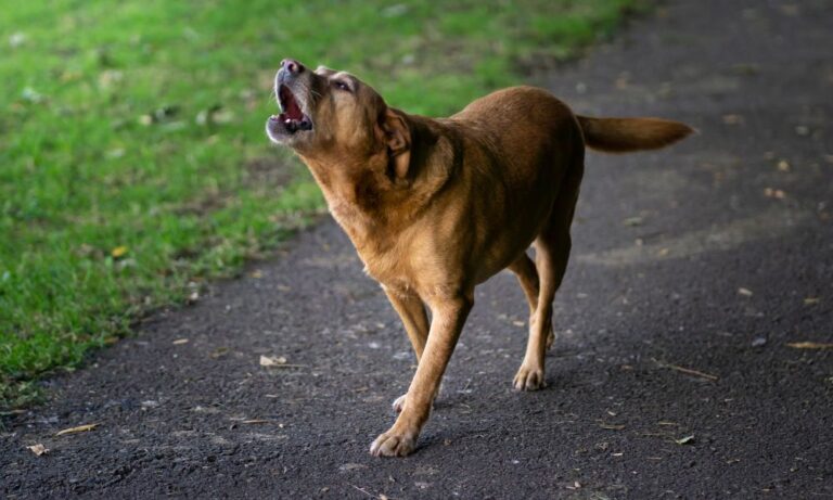 The Different Types of Dog Barks and What They Mean